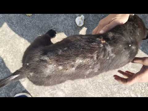 Rescued a puppy suffering from scabies and wounds