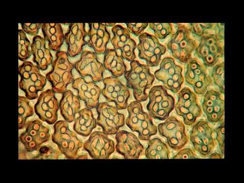 Science at FMNH - Oil Bodies Inside Early Land Plants