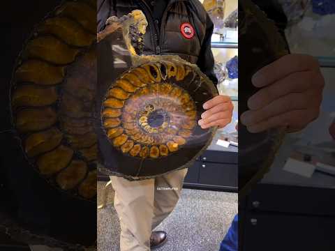 How Ammonite Fossil formed #shorts