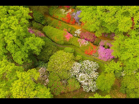 Blooming Isabella Plantation in Richmond Park | The Royal Parks