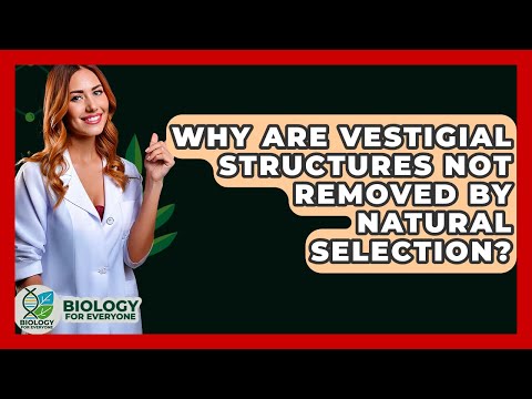 Why Are Vestigial Structures Not Removed By Natural Selection? - Biology For Everyone