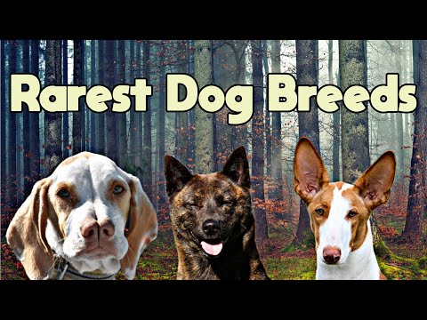 Top 10 Rare Dog Breeds In The World | Unknown Dog Breeds