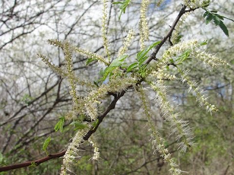 JUREMA – PRETA ÁRVORE MEDICINAL DA CAATINGA