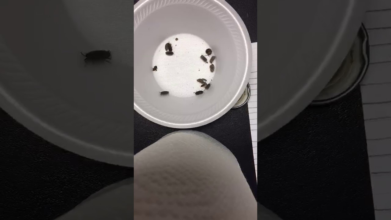 Pill Bug Behavior Lab (trial 1-2)