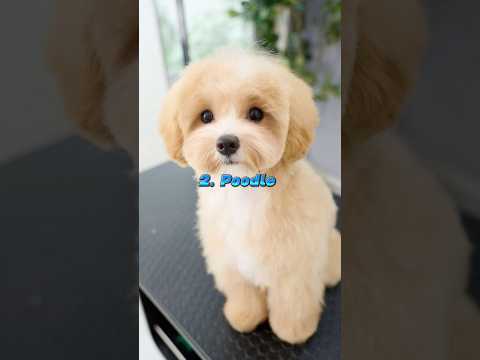 Top 10 Intelligent Dogs In The World ll # Shorts