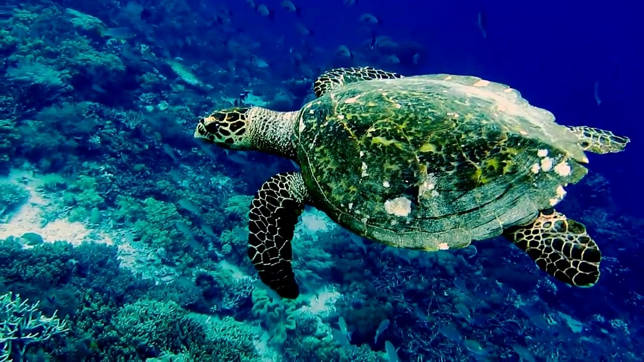 Discover Indonesia: Raja Ampat - The Last Paradise on Earth