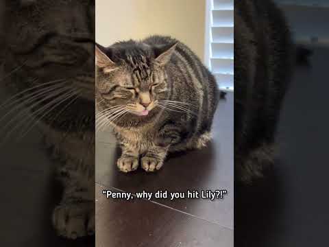 The end cracks me up π #talkingcat #pennythecat