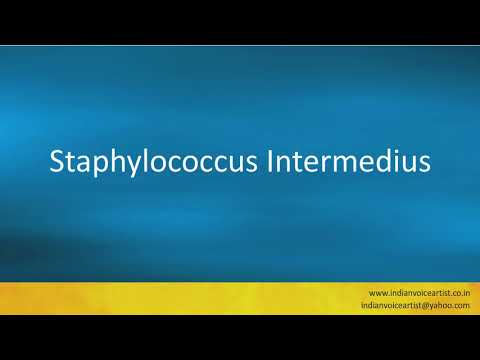 Pronunciation of the word(s) "Staphylococcus Intermedius".