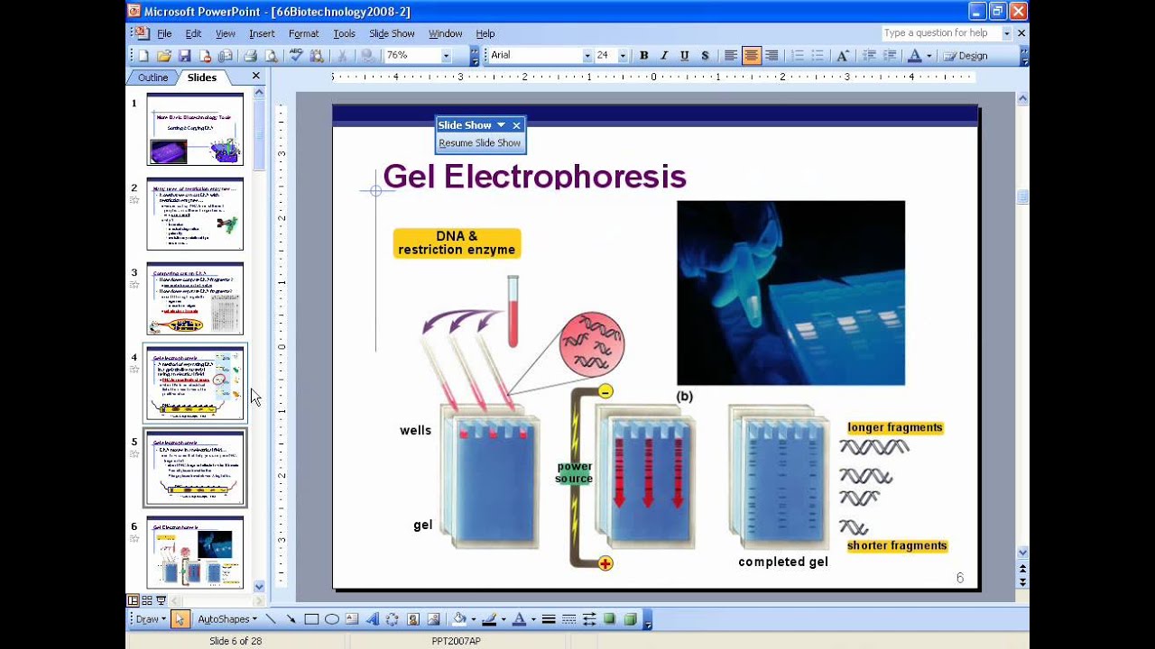 Ch  20   Biotechnology 2
