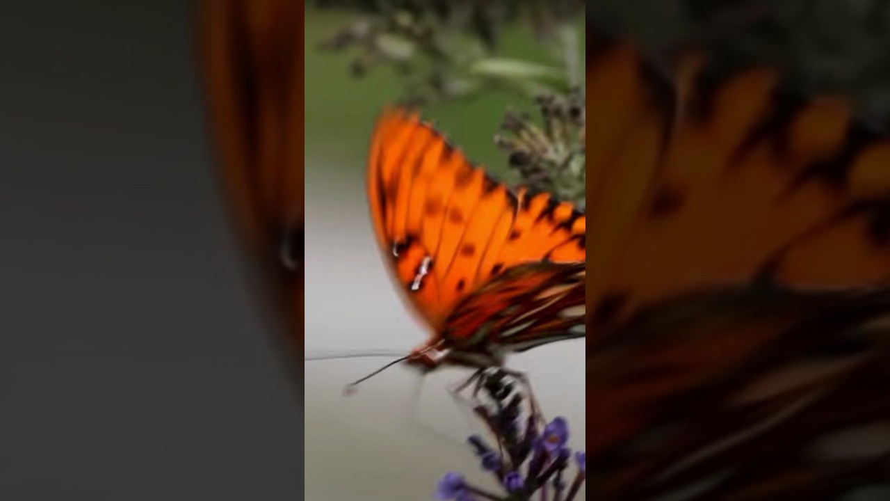 Orange Butterfly Animated Cursor - Sweezy Cursors