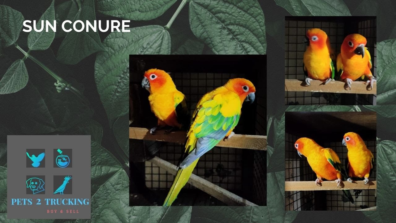 Sun conure  Breeding Pair Available