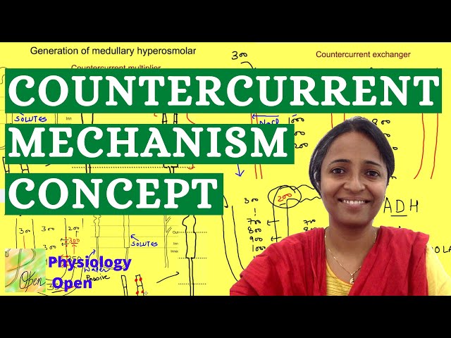 Understanding the Countercurrent Mechanism in Kidney Physiology | Galaxy.ai