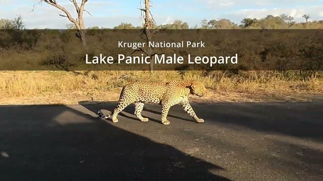 Lake Panic Male Leopard walking on the main road in Kruger National Park