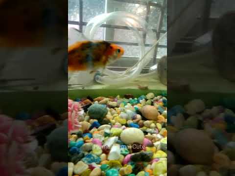 Beautiful Gold Fish || Fish Sound #shorts #viral #fish #youtube shorts