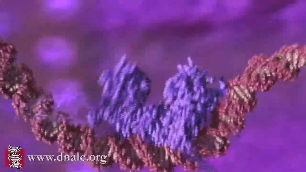 How DNA is Packaged (Advanced)