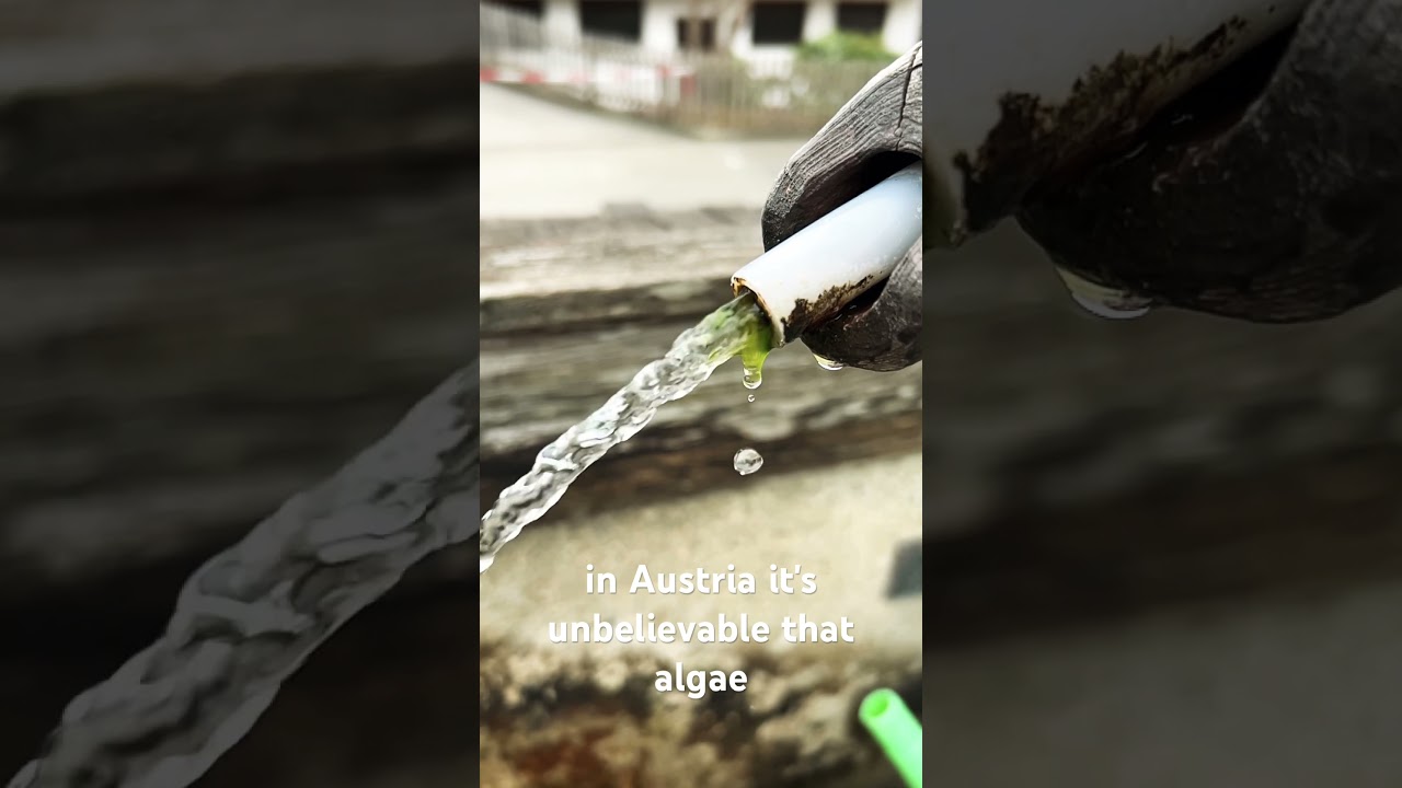 Algae can grow out of a water hose 😮