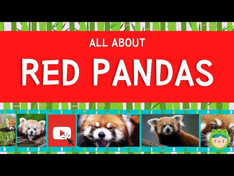 All about the Red Panda 🐼 | Fun English Lesson for ESL, ELL, KIDS 🎉