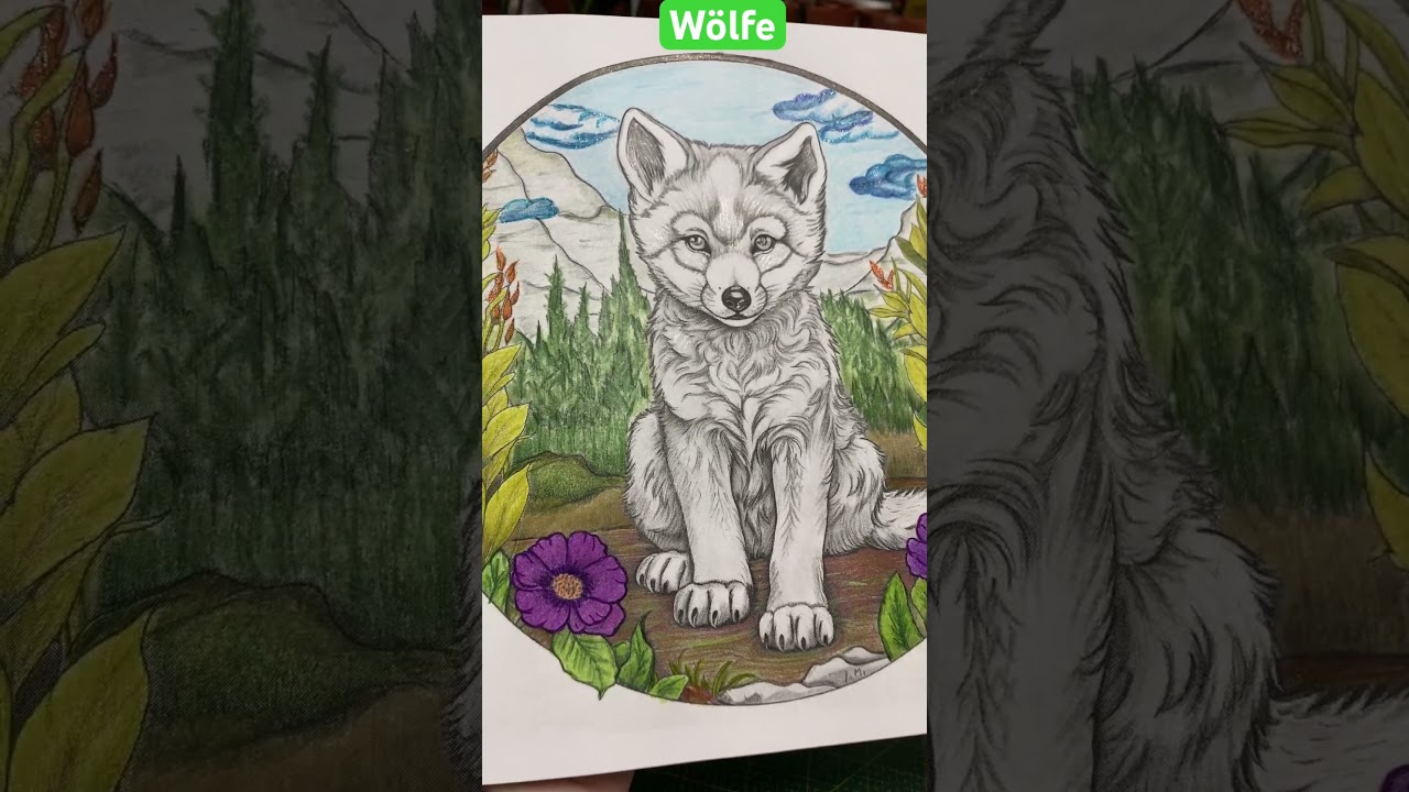 Wolfe coloring book.    #coloringbooks #coloring #malbuch #malbuch #wolf #wolves #omalovánky #art