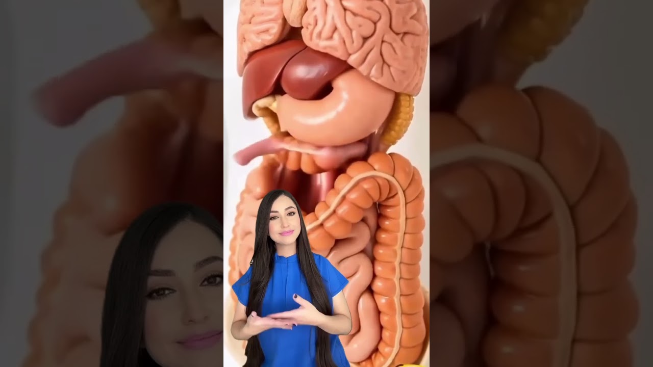 How do our body's organs work?👩🏻‍⚕️ #humanbody #organs #medicine #health