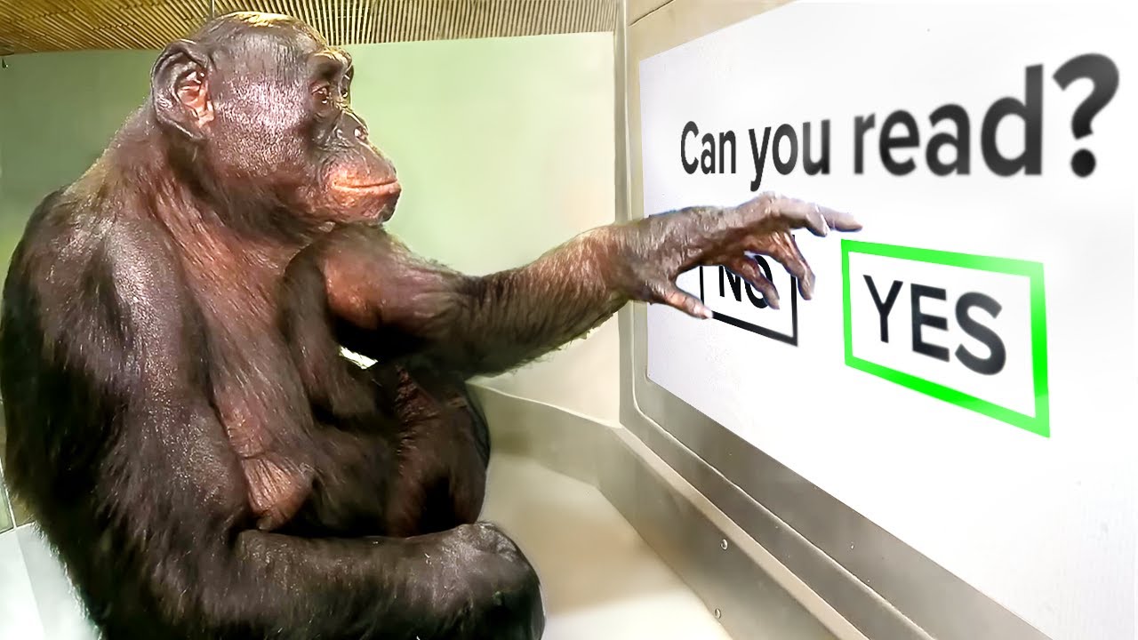 I Tested The World's Smartest Ape
