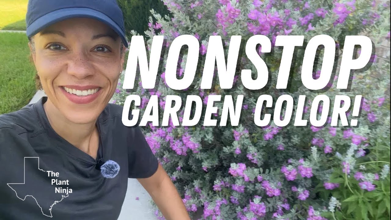 8 EVERGREEN Texas Native Plants That Actually Look Good Year-Round