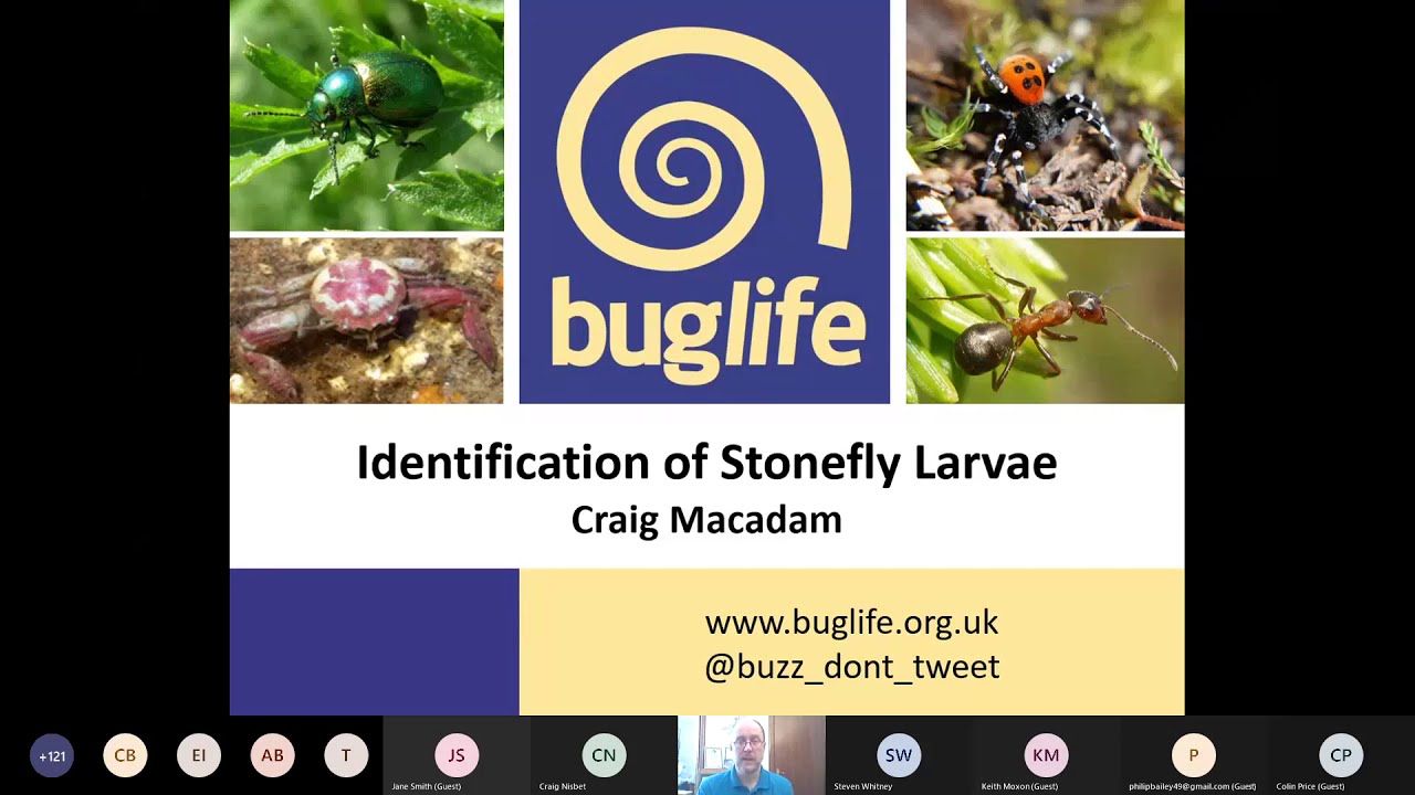 Identification of Stonefly Larvae