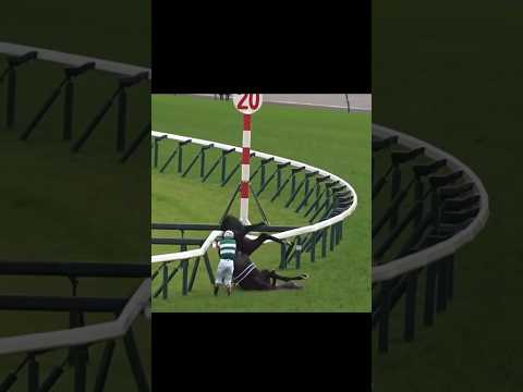 Horse racing accident #fjordigang #horse #equestrian #horseedit #edit #riding #horseriding #pony
