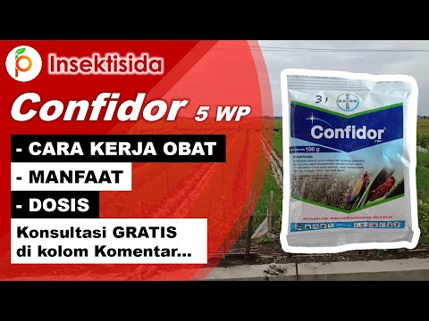 Review Insektisida Confidor 5 WP - Insektisida confidor 5 wp untuk cabe, padi, dan bawang merah