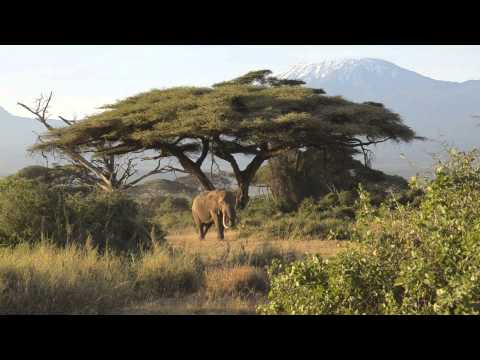 East Africa with Thomas D. Mangelsen