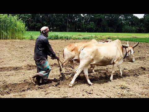 How beautifully plowing is being done with oxen in one's own field