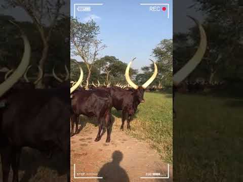 ⭕ANKOLE WATUSI CATTLE ✅ Biggest Bulls And Cow #cows #bulls #ankole