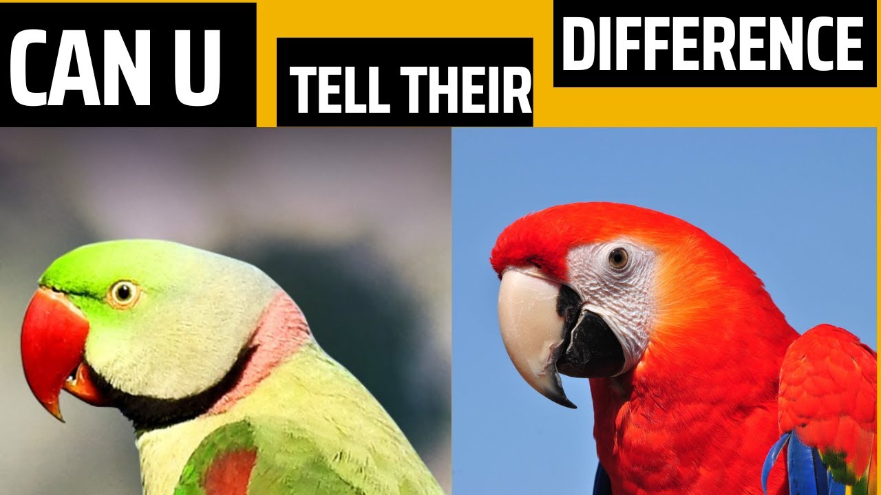 Parakeet vs Parrot:  The 8 Key Difference