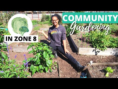Planting Fall Veggies | Zone 8 Community Garden