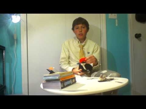 The Bird Briefing-Episode 1: The Pileated Woodpecker