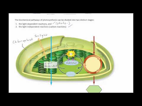 Stages of photosynthesis
