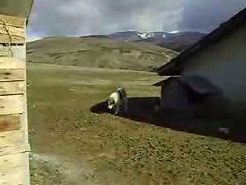 Karakachan dog Kennel - Kyurenitsa