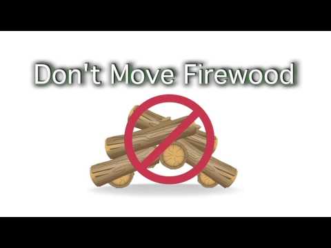 Don't Move Firewood!