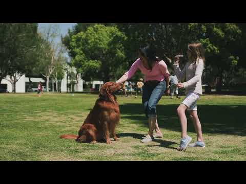 Unleashing Joy: The Importance of Playing with Dogs