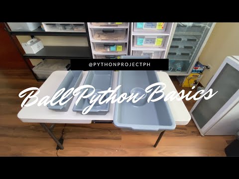GOOD TUBS FOR BALL PYTHONS | Ball Python Basics