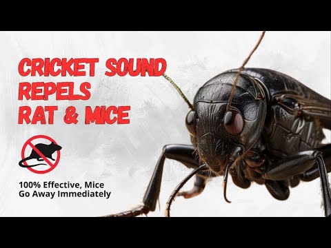 Mouse & Rat Repellent Sound | Natural Cricket Noise for Pest Control