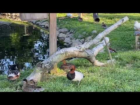 Crazy Ducks Weekend