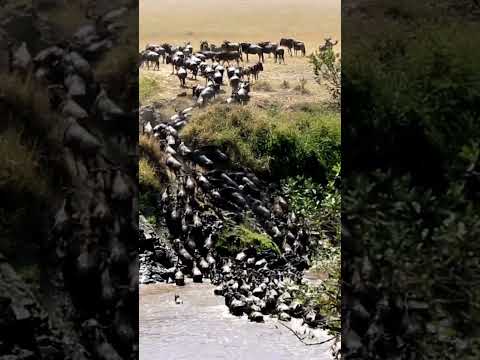 Witness the Epic Journey of Millions... in Serengeti National Park!