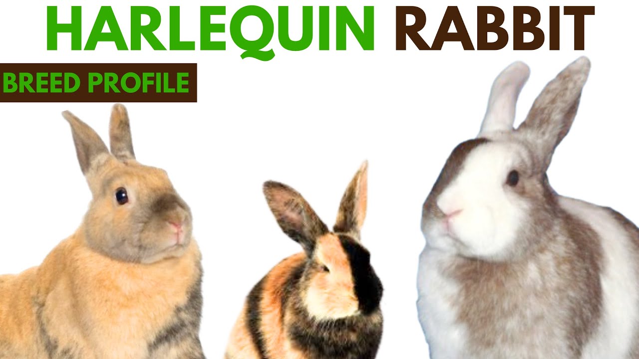 Harlequin Rabbit Breed Profile History - Price - Traits - Harlequin Rabbit Grooming Needs