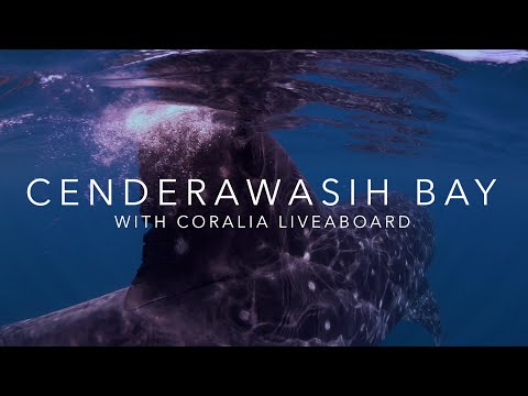 Cenderawasi Bay with Coralia Liveaboard