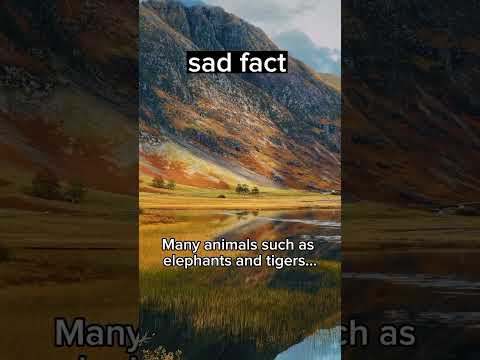 Let's protect nature: stop poaching and save elephants and tigers #shorts #sad #facts #sadfacts