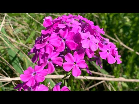 How-To Use the Diversity of Native Plants in Your Garden