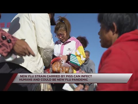 New flu strain in pigs could be new flu pandemic