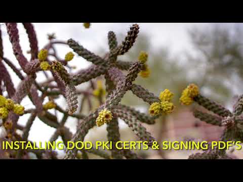 Installing DoD PKI Certs & Signing PDF’s on Windows (2022)