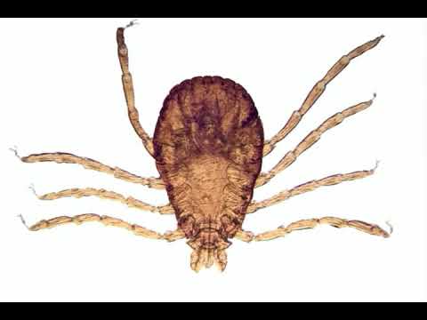 Acaricide at Best Price in India