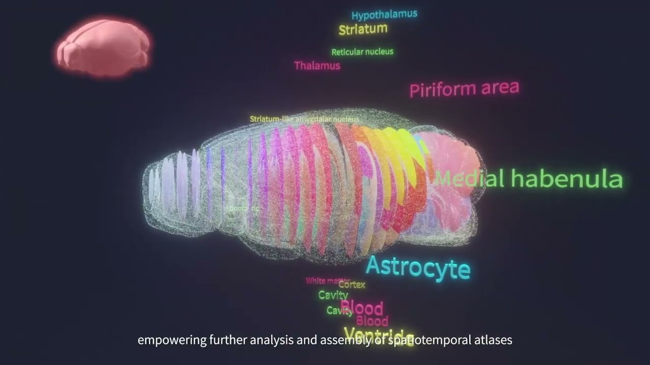 Introducing Stereo-seq: Unleashing Subcellular Resolution in Spatial Transcriptomics